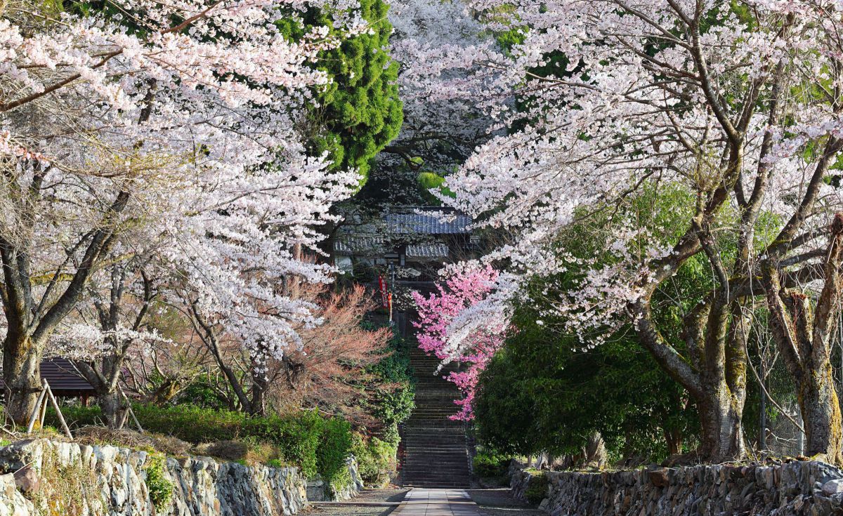 参道に咲き乱れる | GANREF