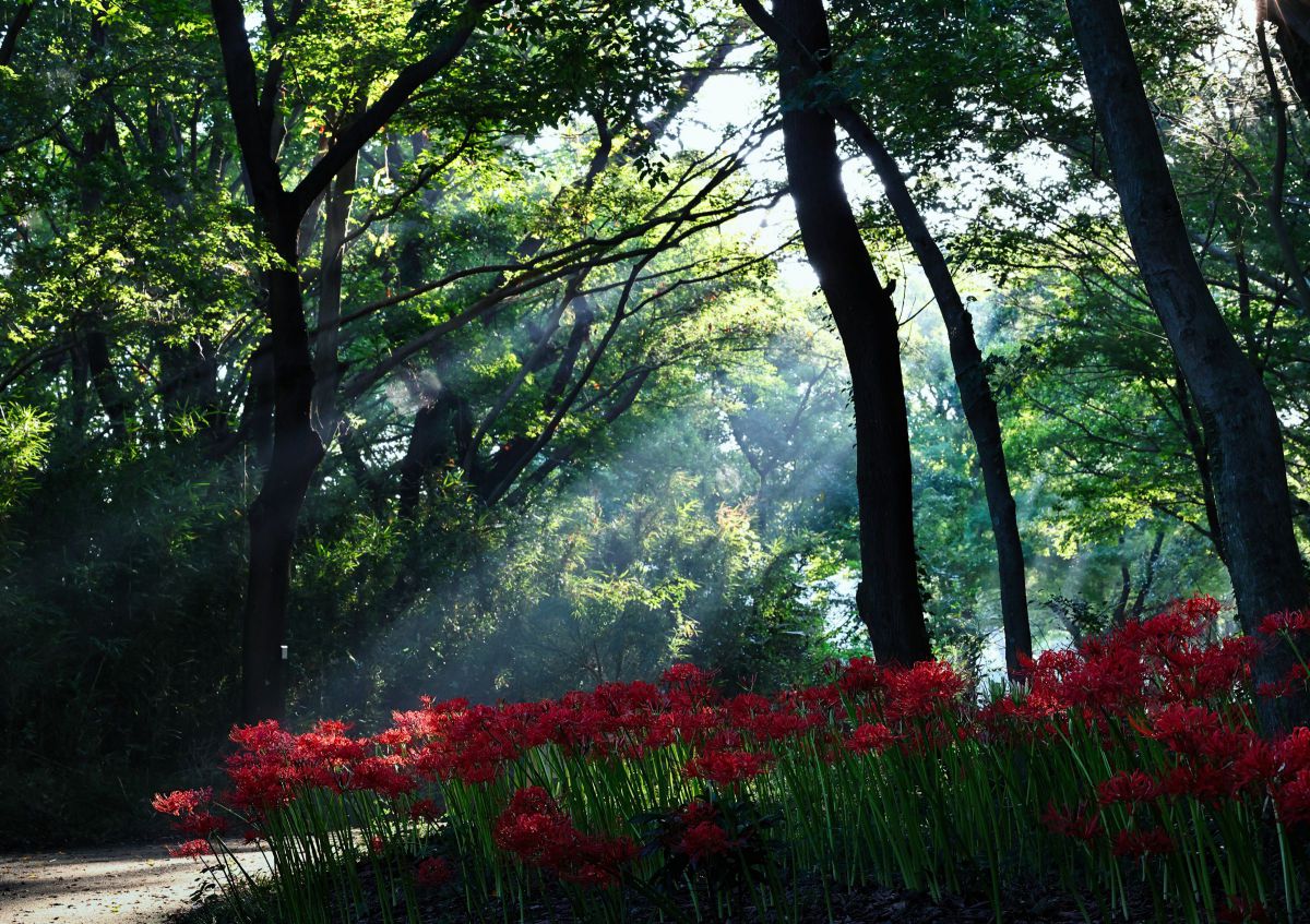 朝の散歩道 | GANREF