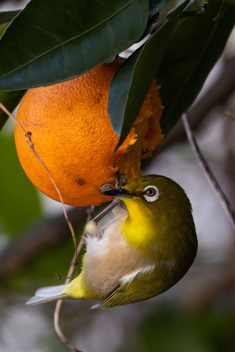 庭先バードウォッチング 2023 / 貼り忘れ | GANREF