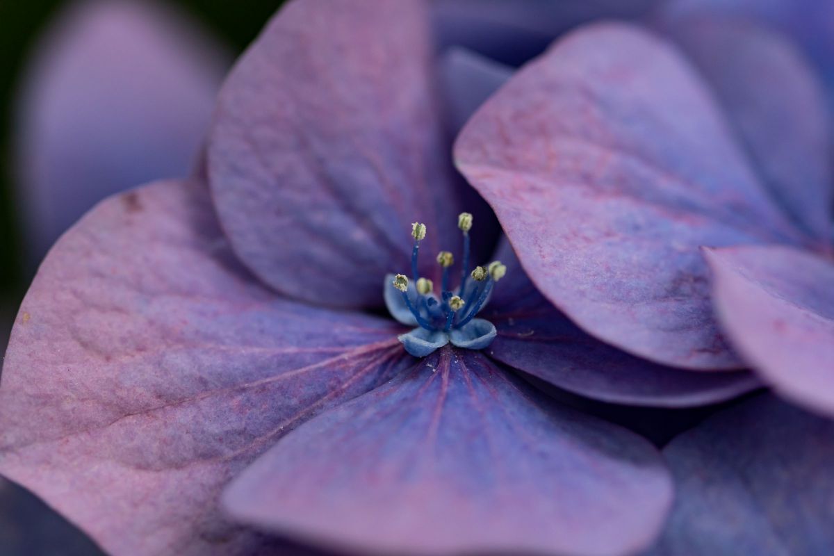 ウチの紫陽花 2023 | GANREF