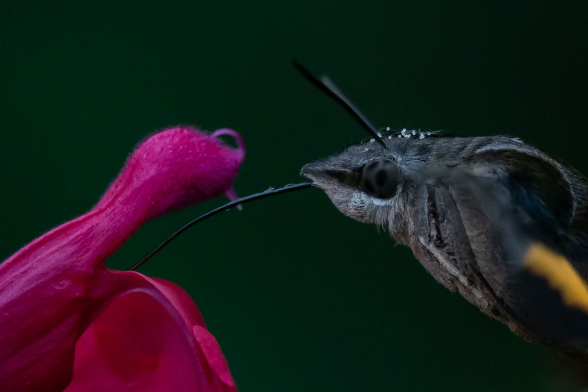 今日のホウジャクさん / 頭になんか付いてるょ? Ver.3 | GANREF