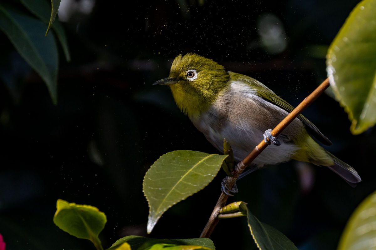 Gold rush ! | GANREF