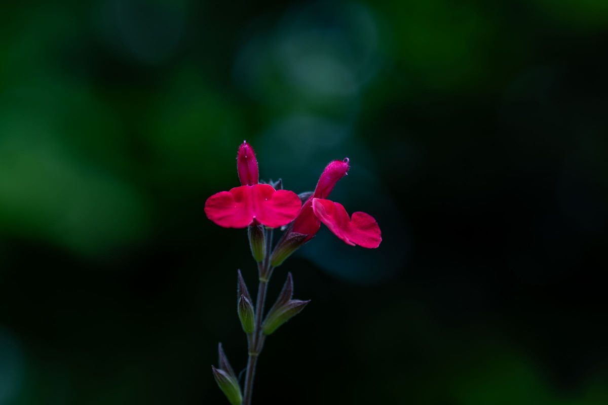 King & Queen | GANREF