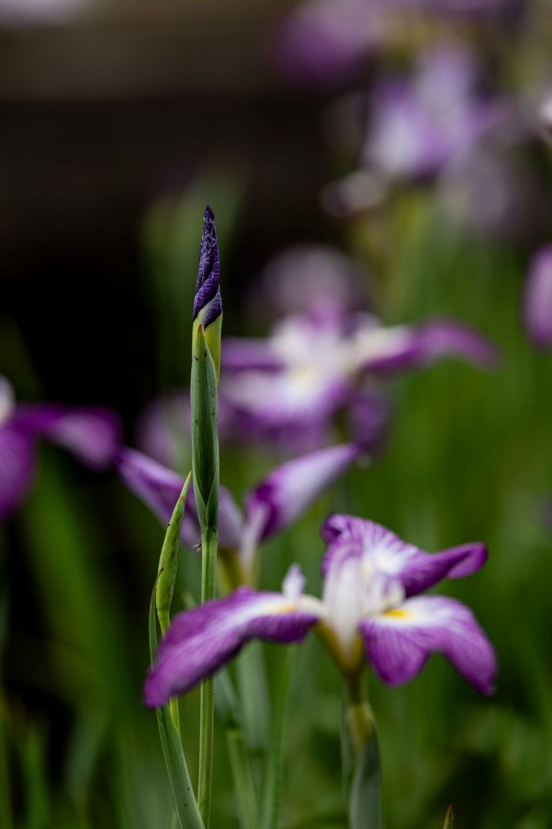 明日はわたしも | GANREF