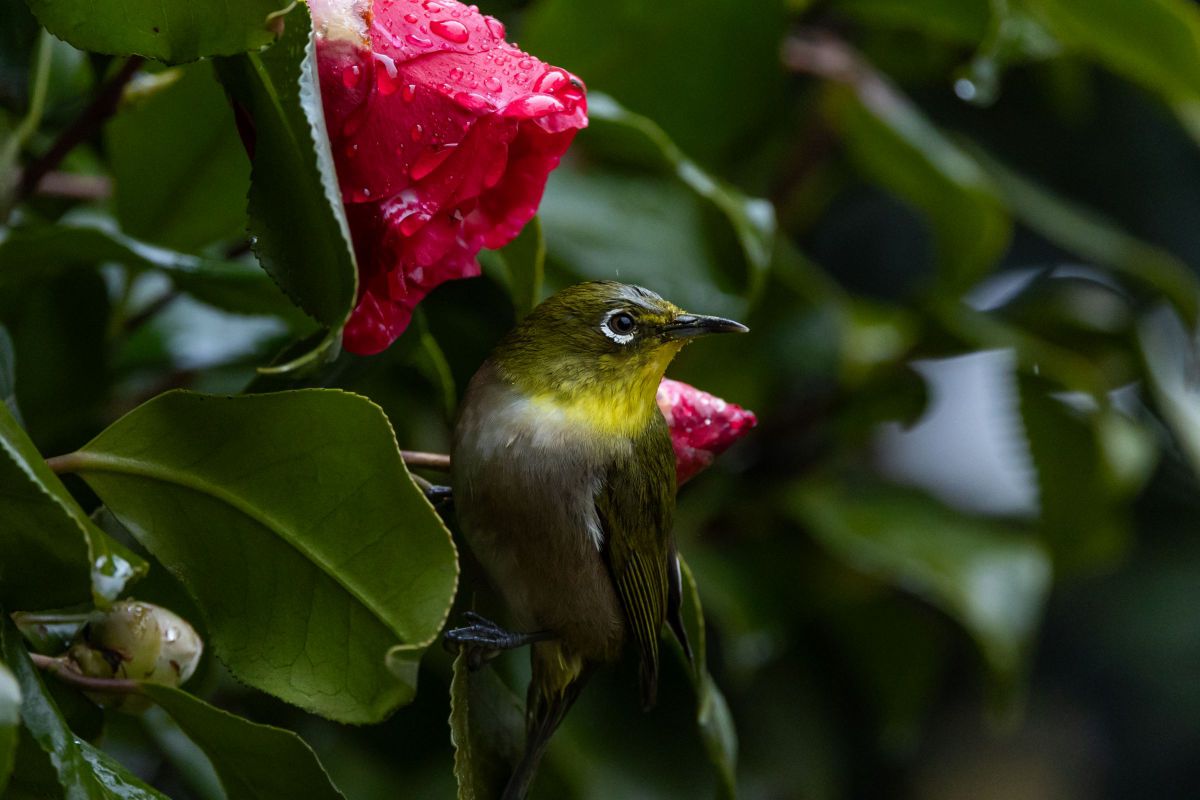 have you ever seen the rain | GANREF