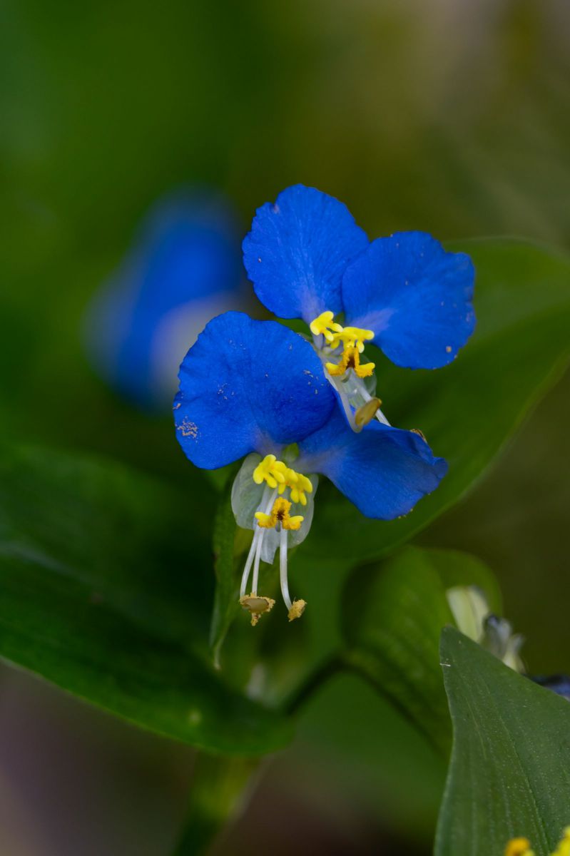 ウチのツユクサ 2023 | GANREF