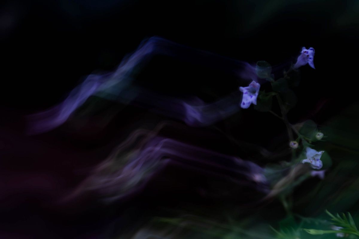 ghost in the garden 👻 | GANREF