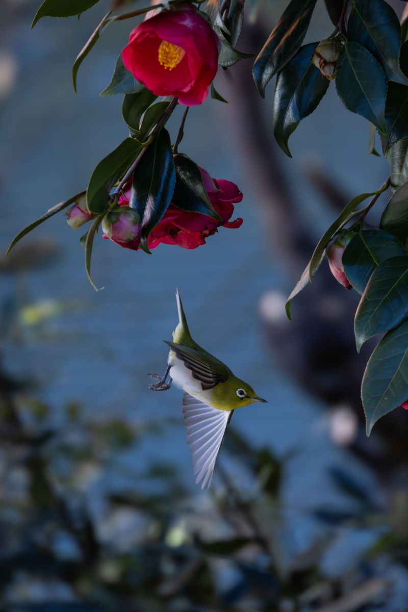 fly in to ・・・・ | GANREF