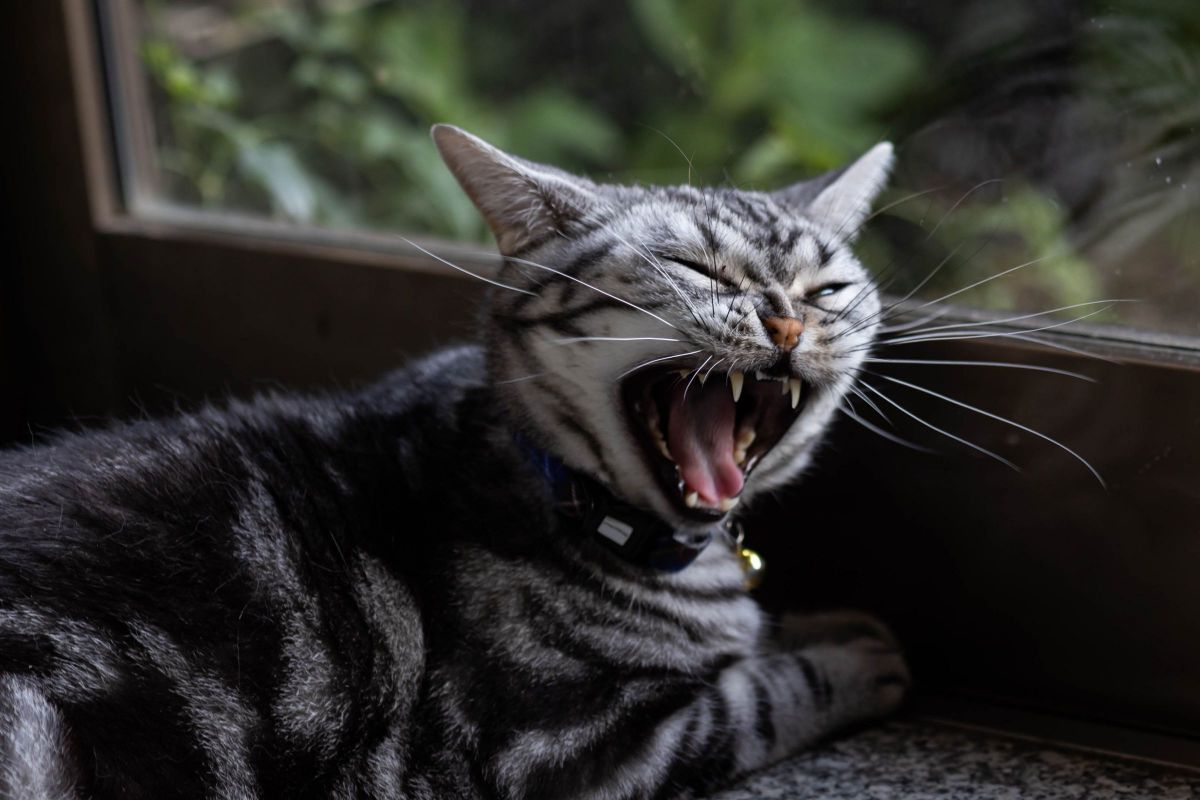 wild cat ? / あくびでお返事 | GANREF