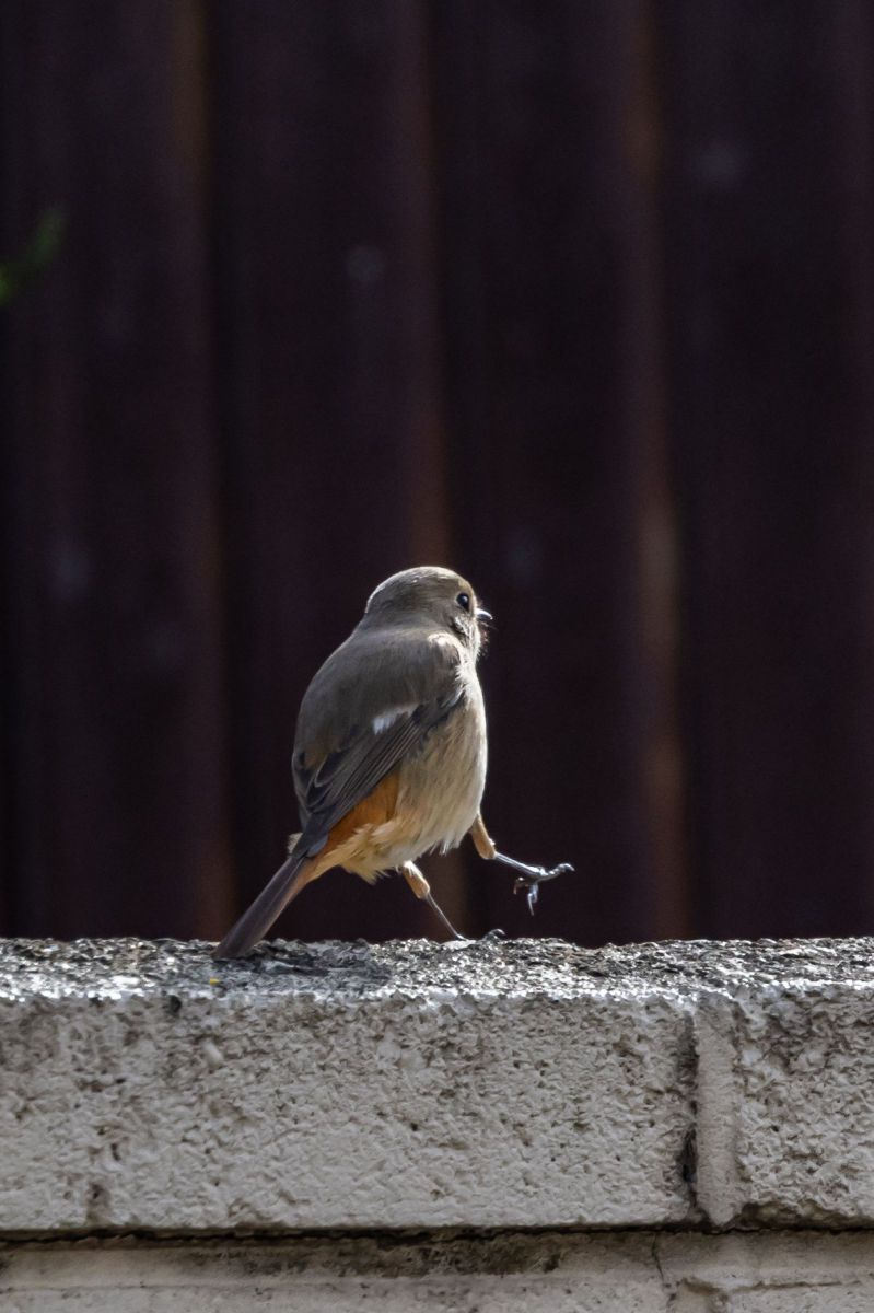 浮かれ気分でロケンロ～♬ | GANREF