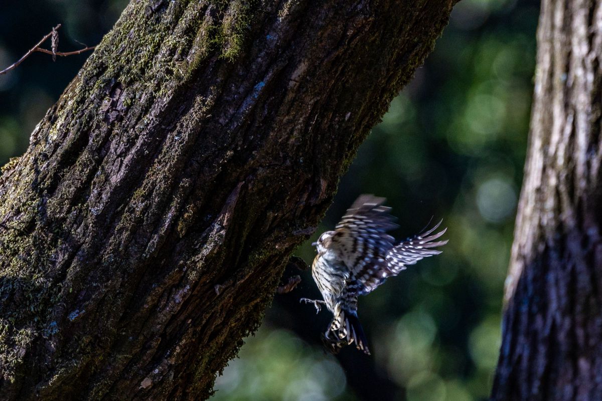 in to the forest | GANREF