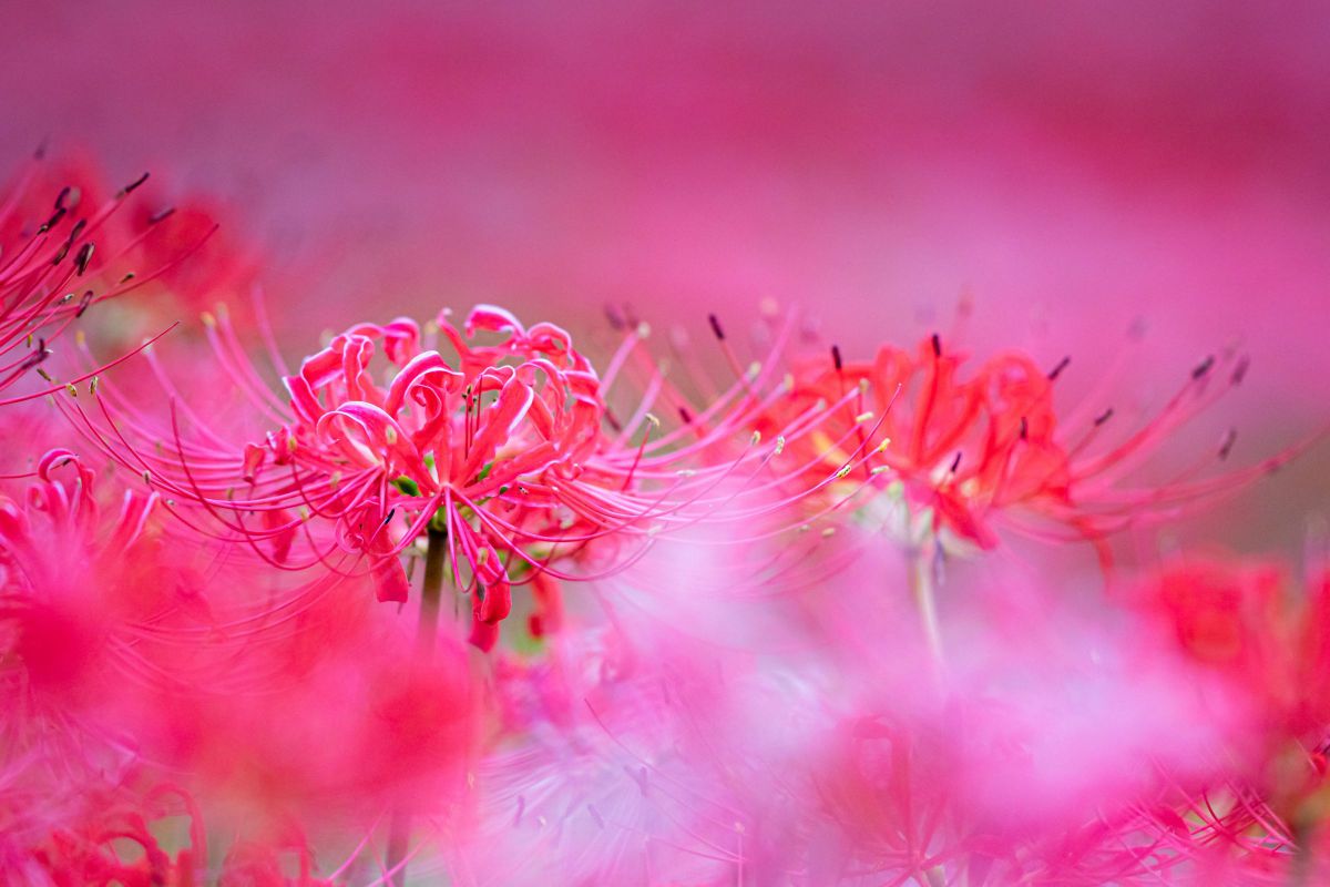 ピンクとレッド | GANREF