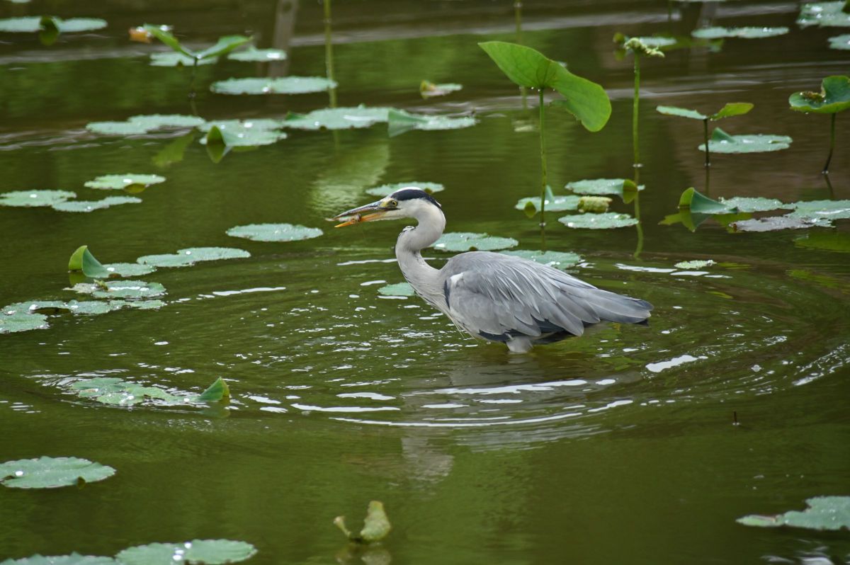 ザリガニget | GANREF