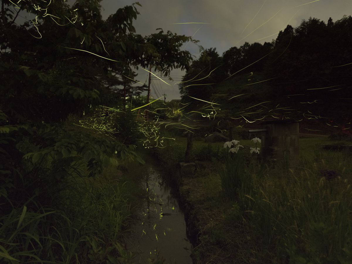 注目製品レビュー ～OLYMPUS PEN-F編～：【10】Live Compositeによる蛍の撮影 | GANREF