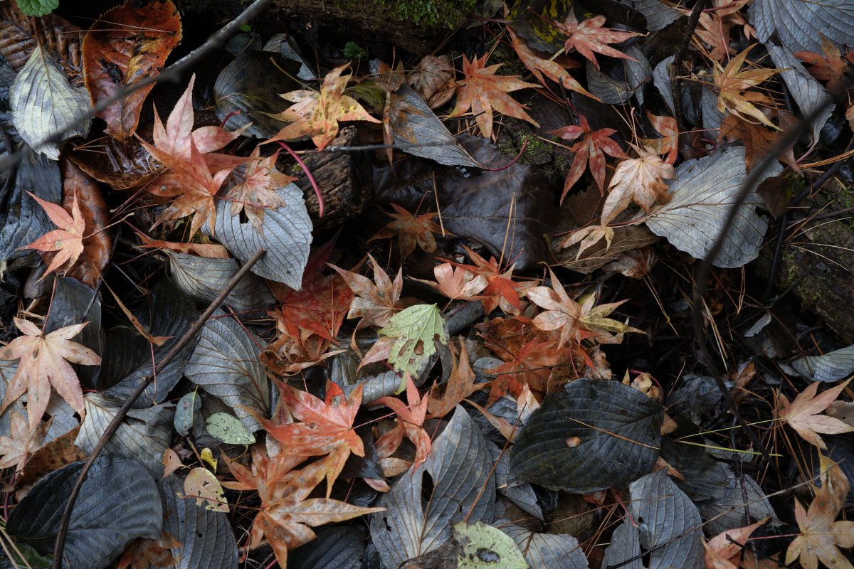 リアルMAX | GANREF