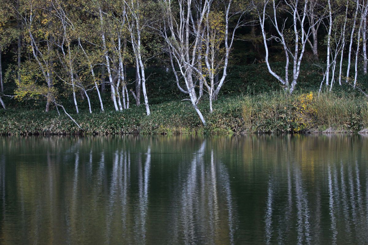 white trees | GANREF