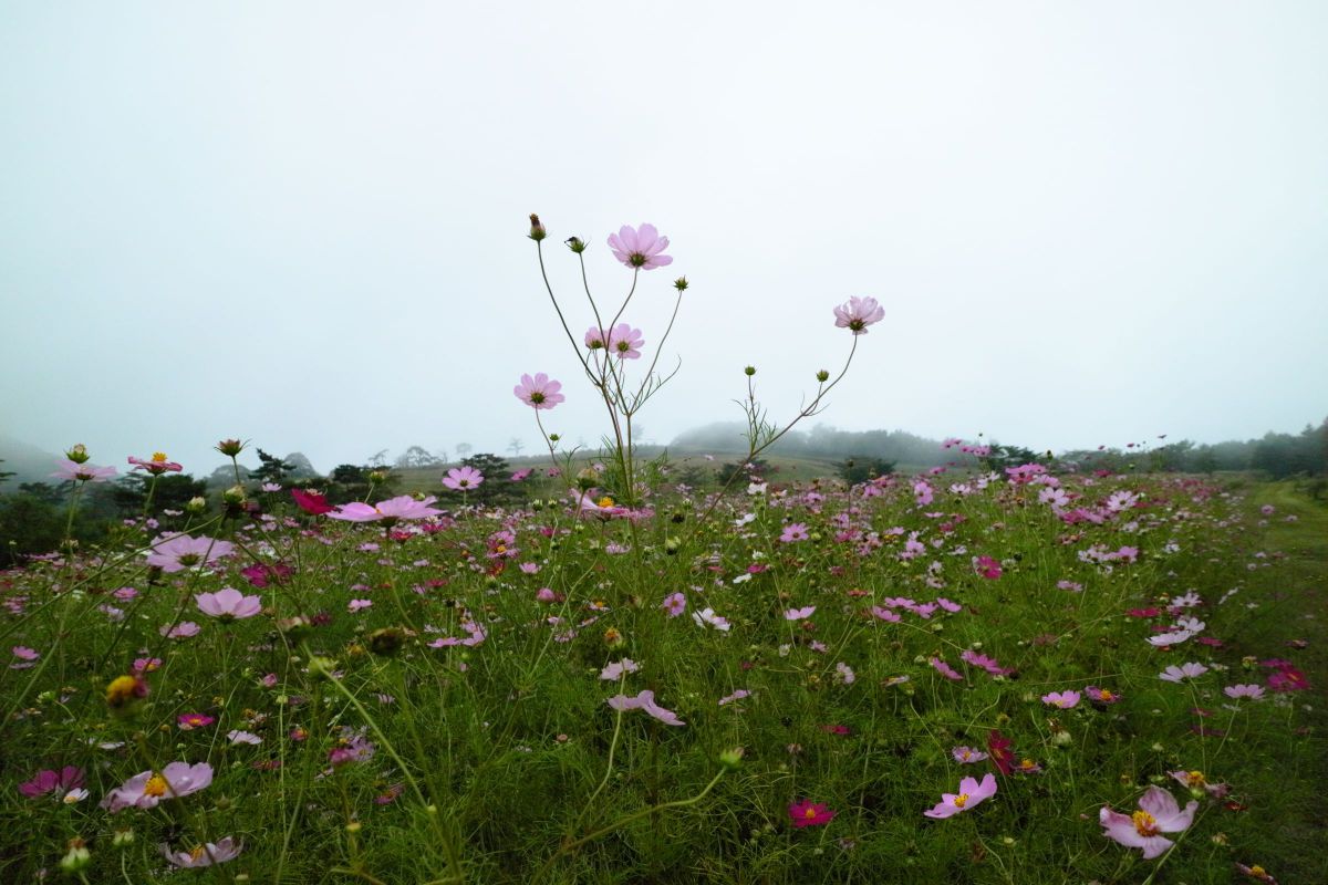 もっと光を | GANREF