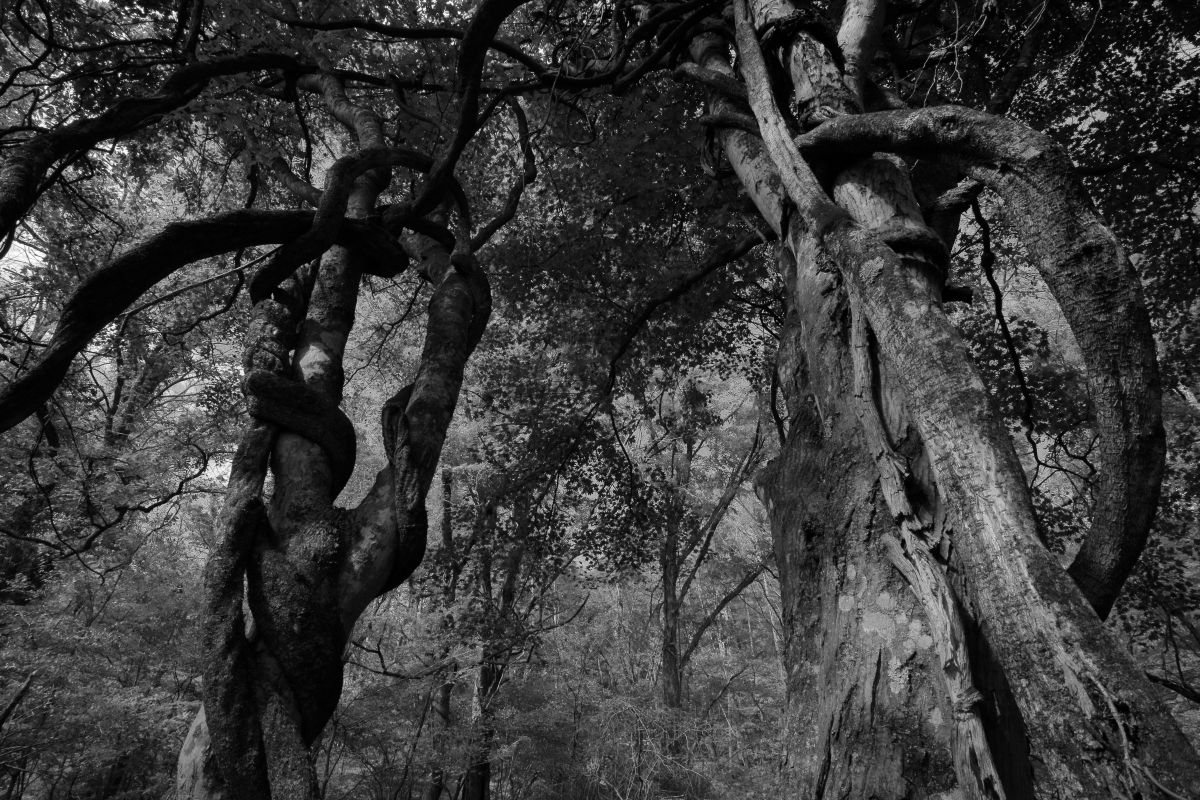 自分も持久戦 | GANREF