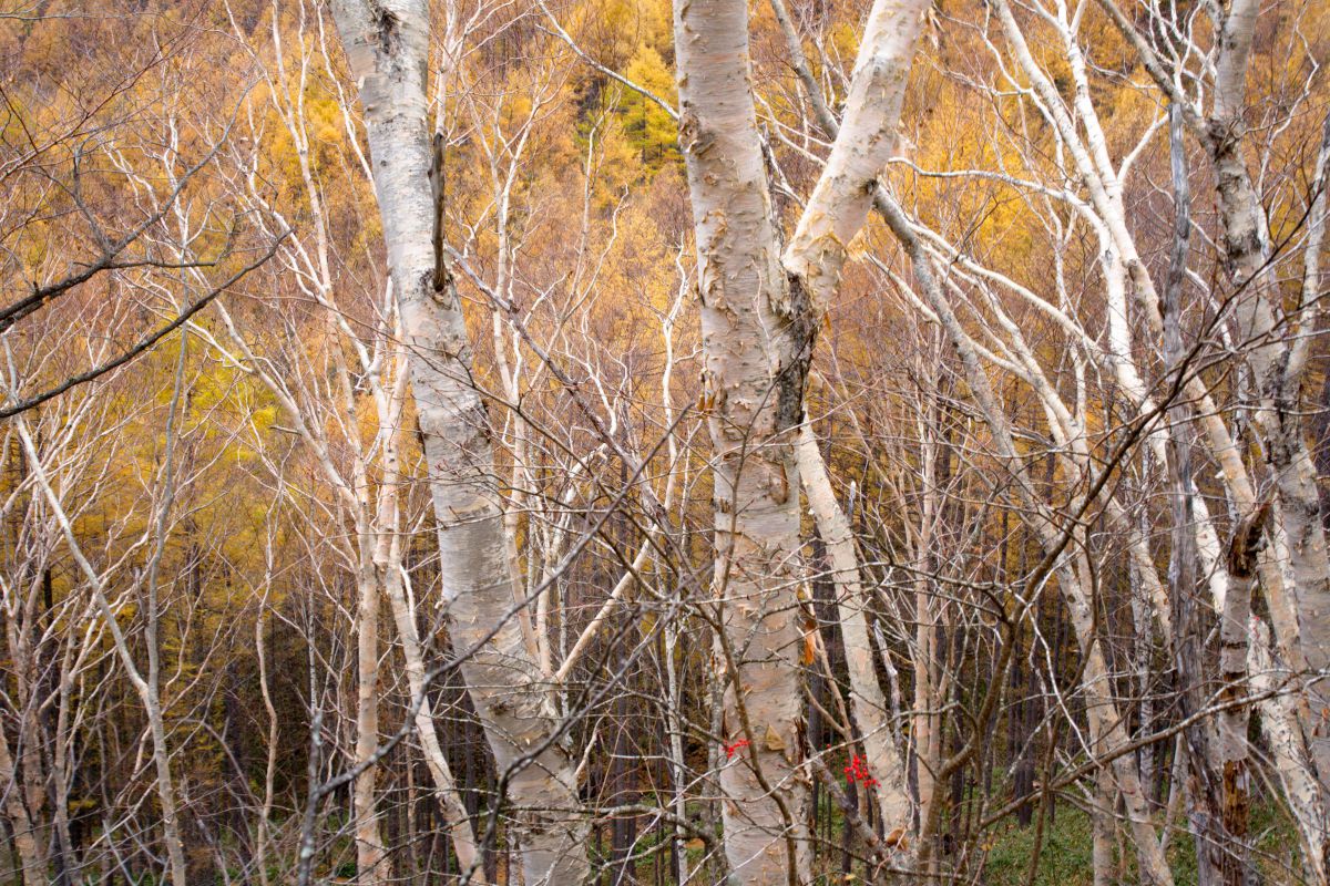 ダケカンバ | GANREF