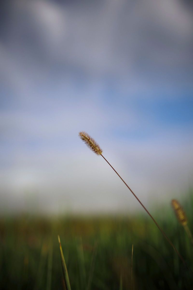 猫じゃらしの朝 | GANREF