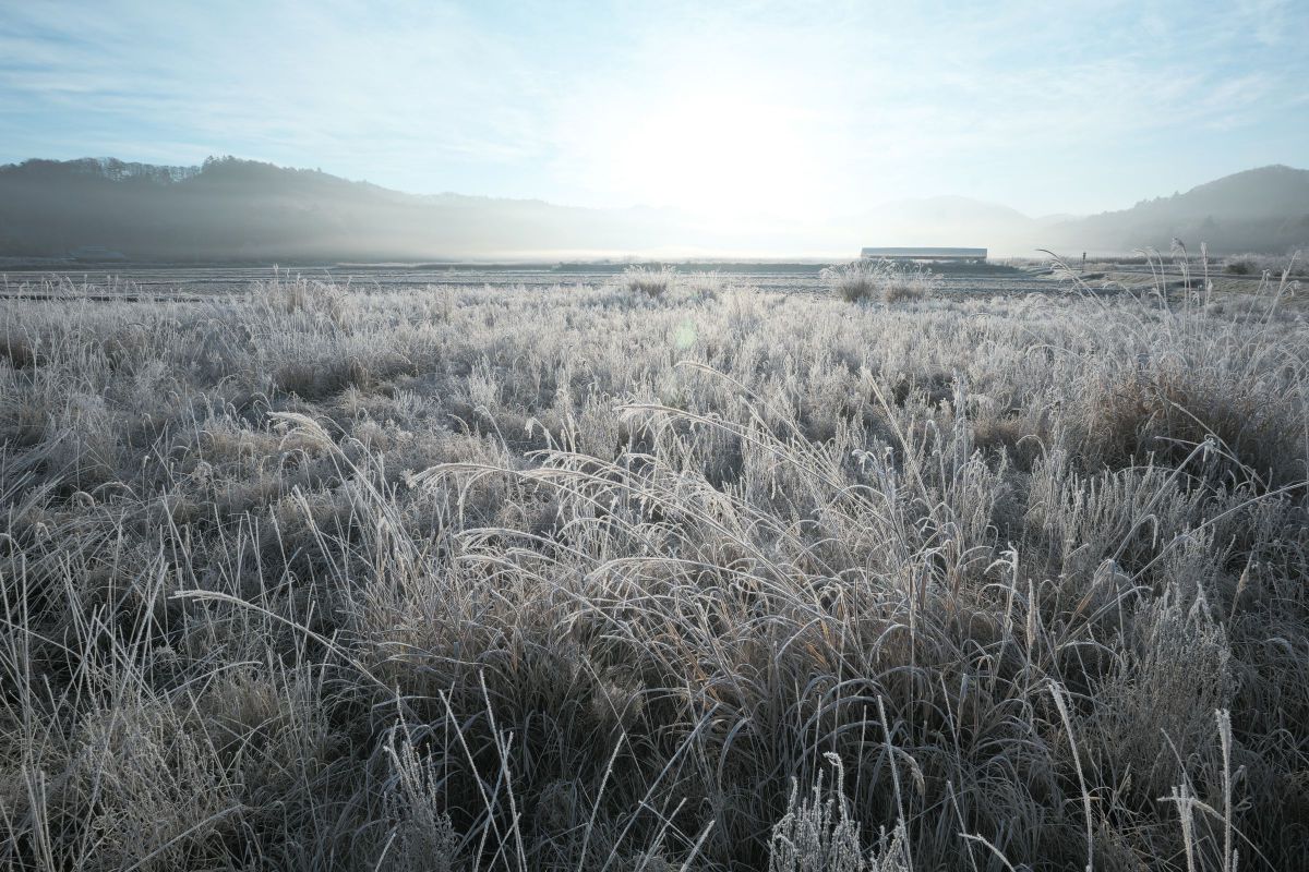 今年一番の霜 | GANREF