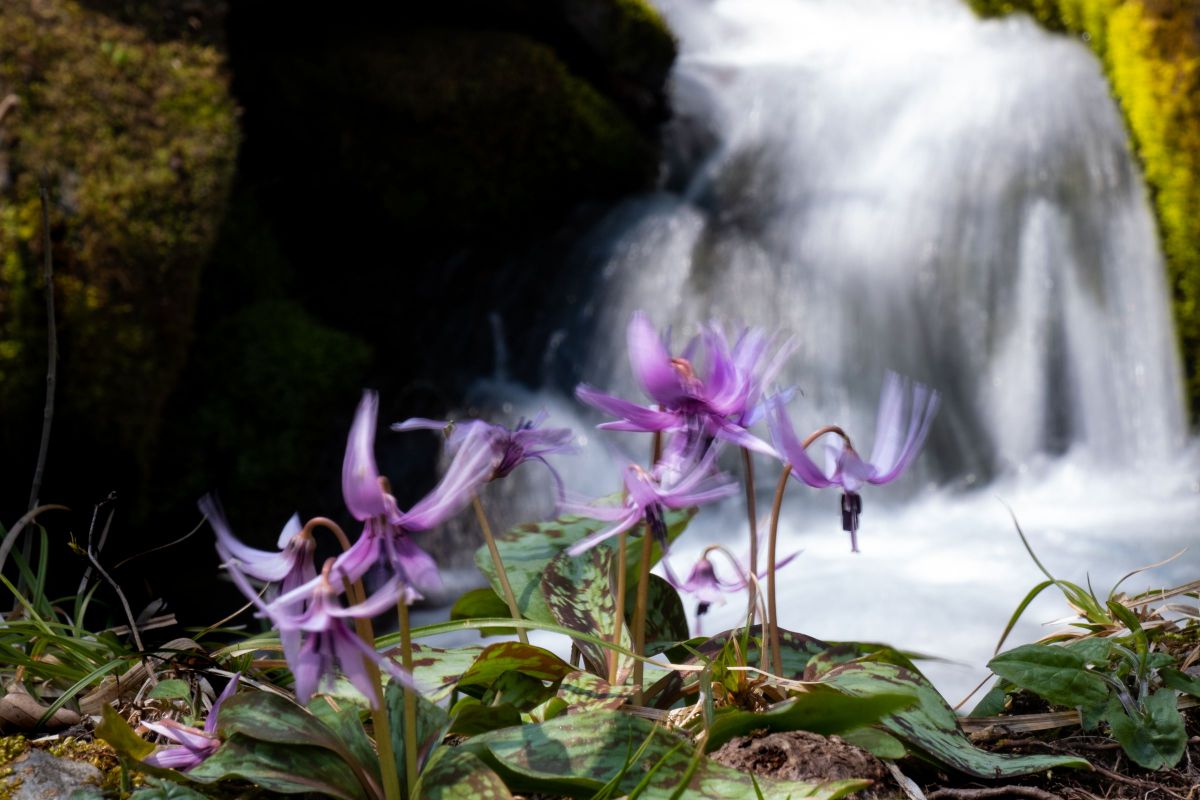 Spring ephemerals カタクリ | GANREF