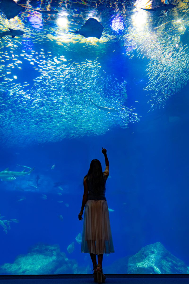 Large aquarium | GANREF