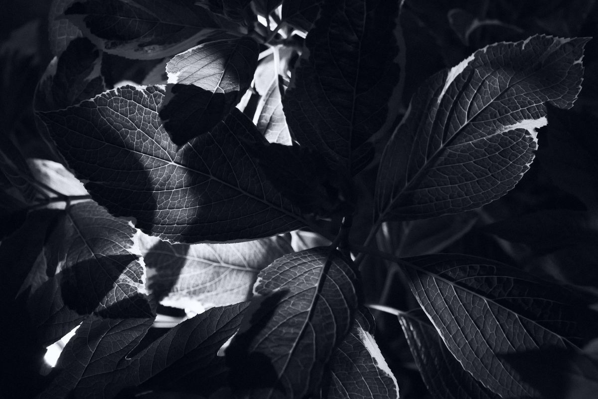 LIGHTUP LEAVES 03 | GANREF