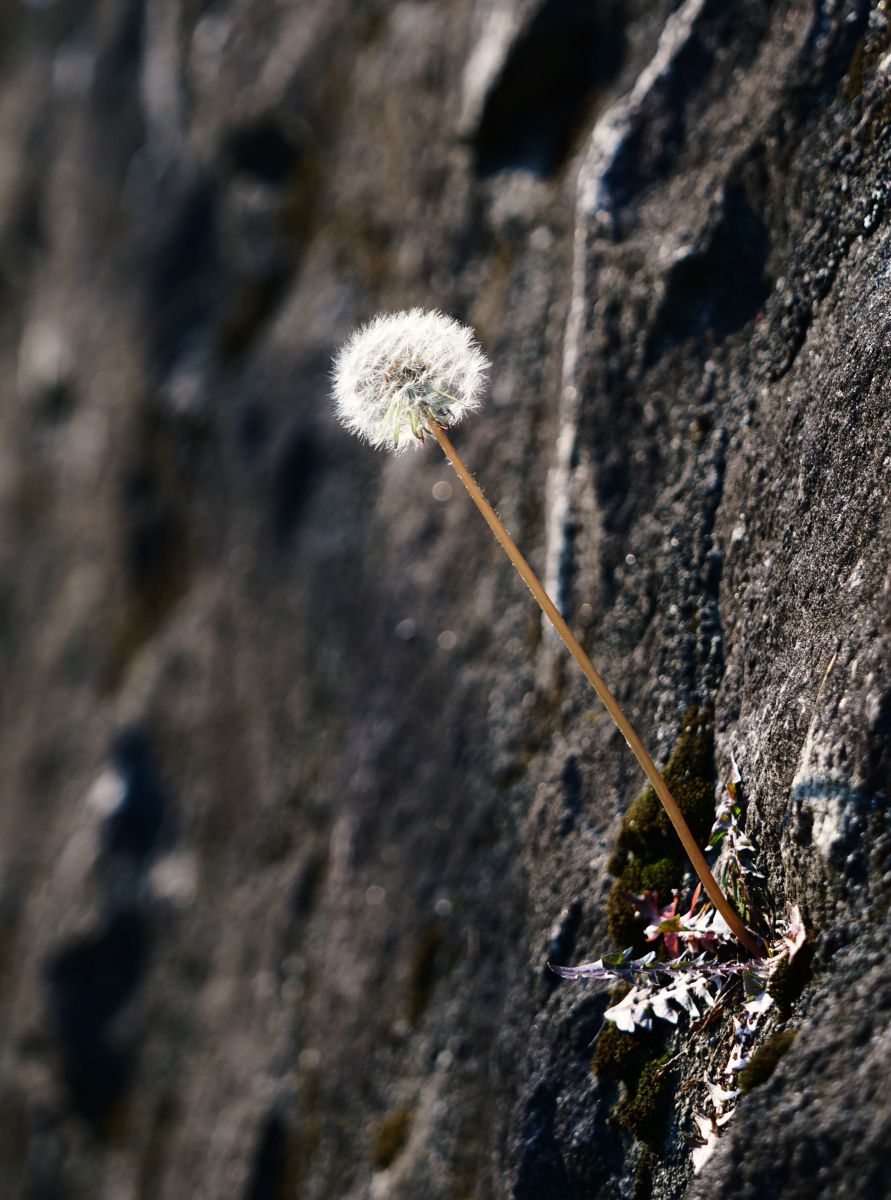 ひとり立つ | GANREF