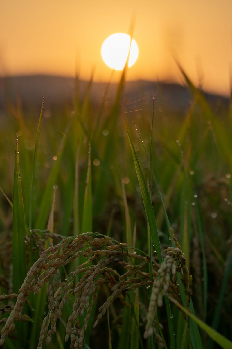 目覚めの時 | GANREF