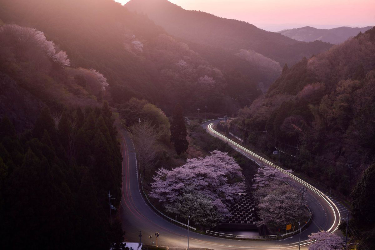 Cherry Line | GANREF