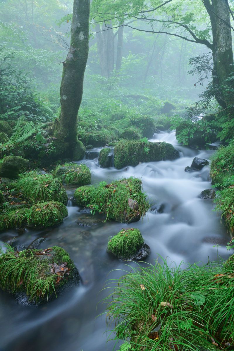 雨霧の中で（Ⅱ） | GANREF