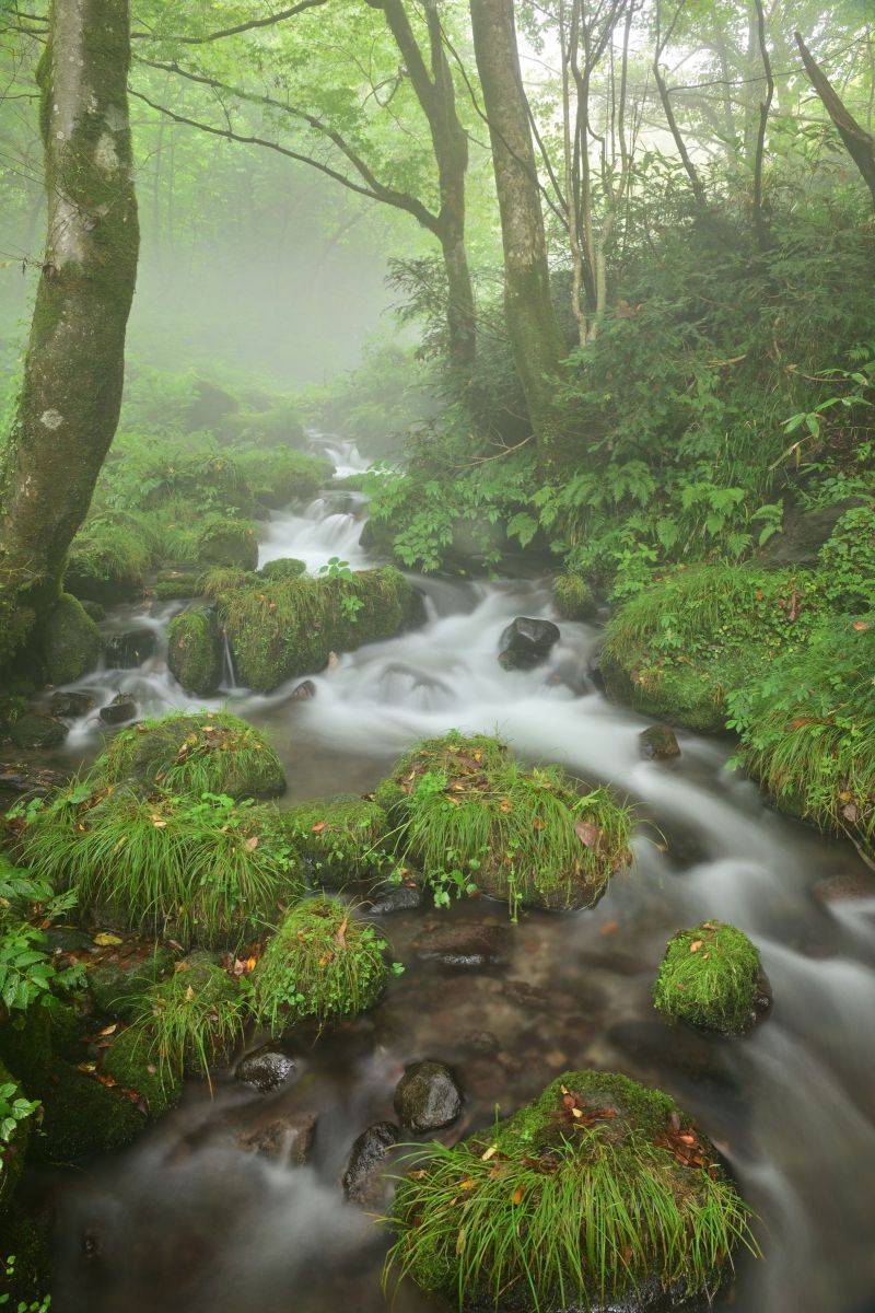 雨霧の中で | GANREF