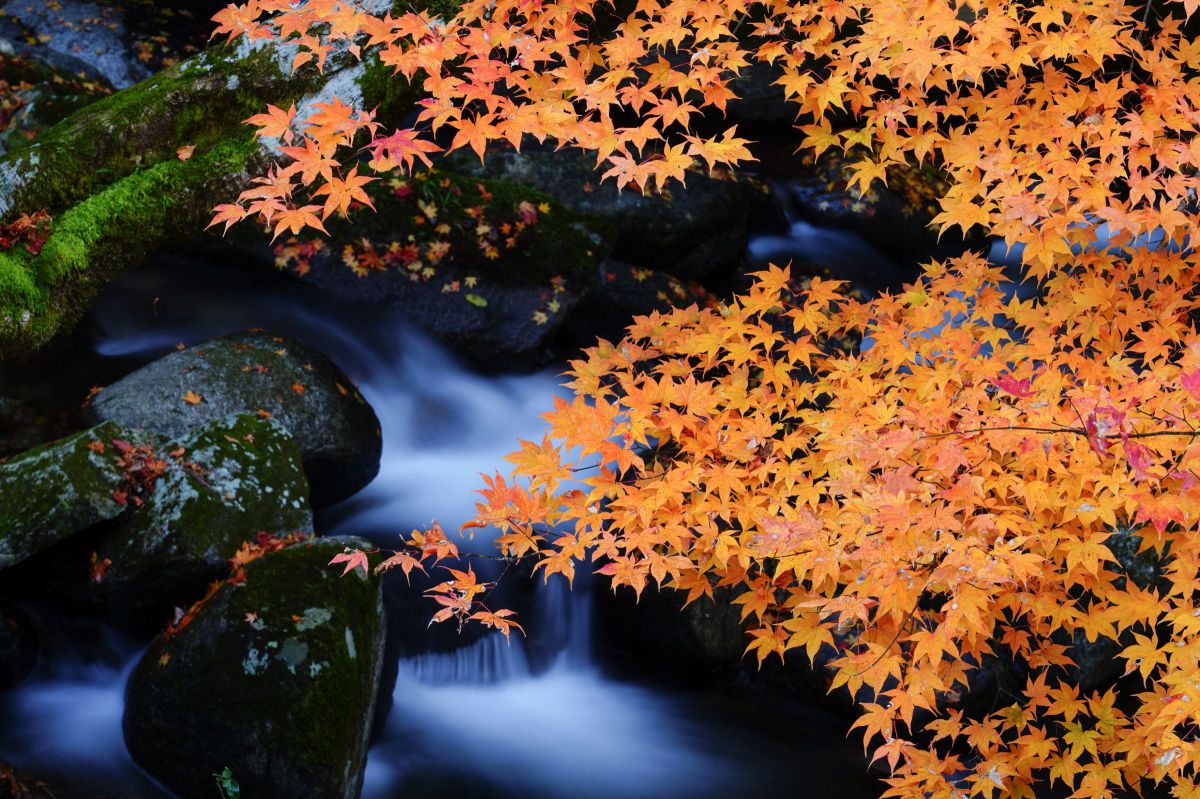 色深まる | GANREF