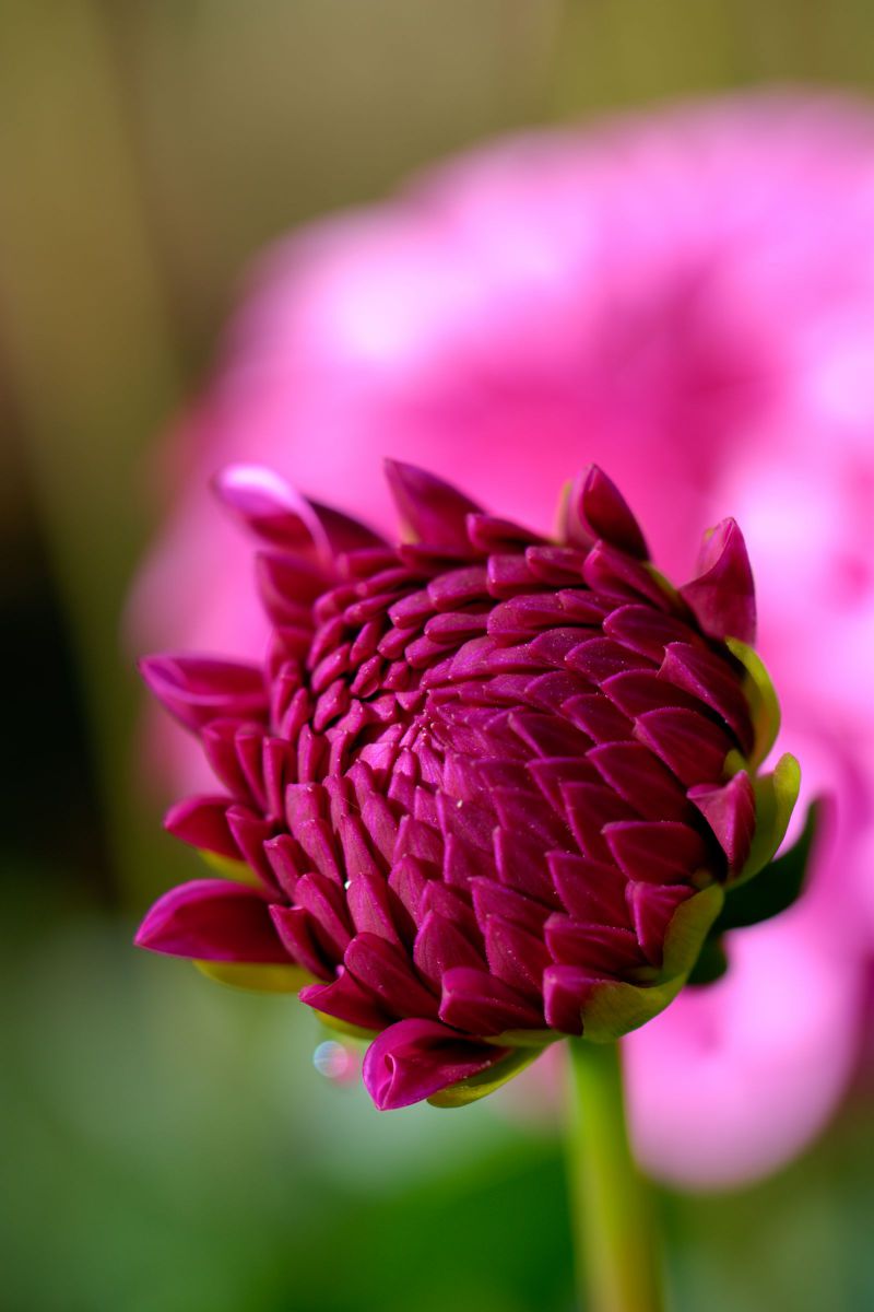 It's your turn to bloom. Ⅱ | GANREF