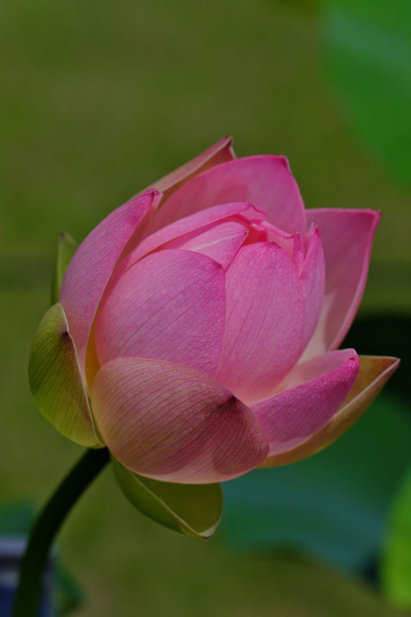 It's your turn to bloom. | GANREF