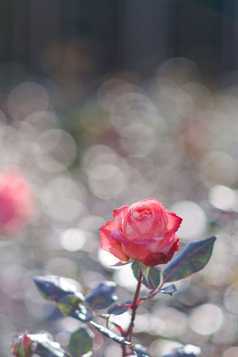 A rose in the overflowing light. | GANREF