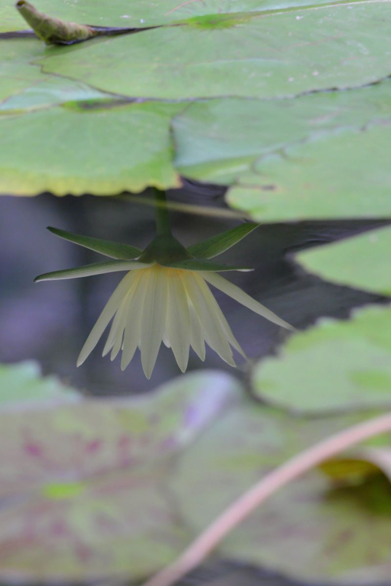 looking-glass self | GANREF