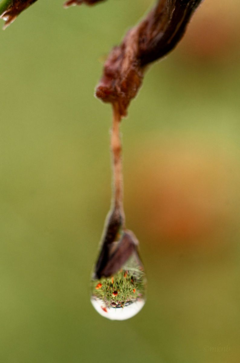 Still beautiful in the memory. | GANREF