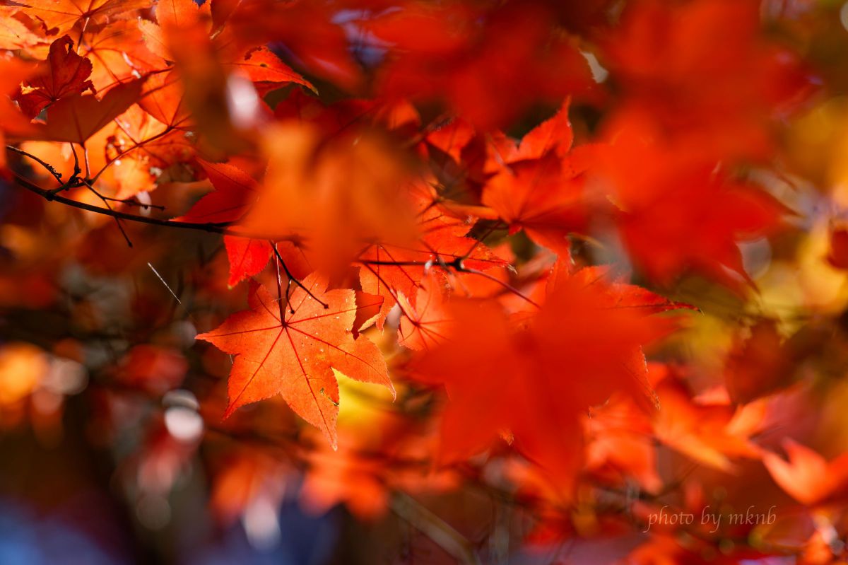Autumn leaves | GANREF