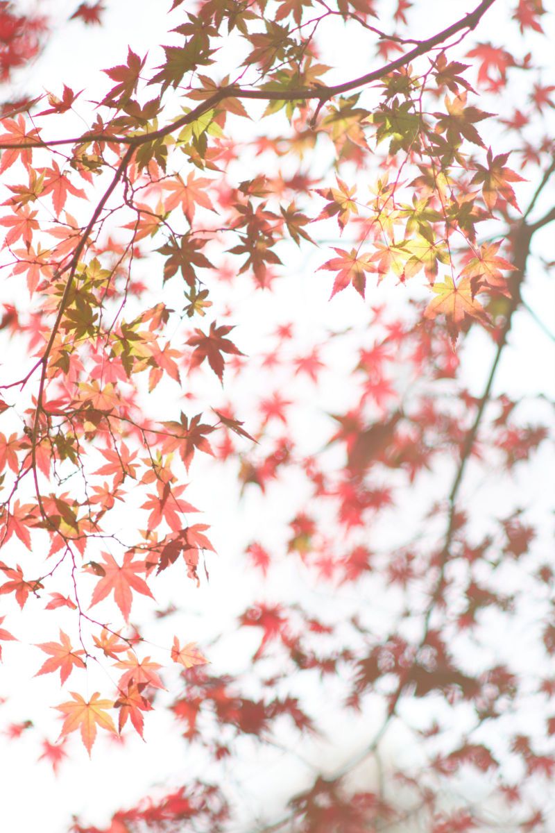 Autumn passing by. | GANREF