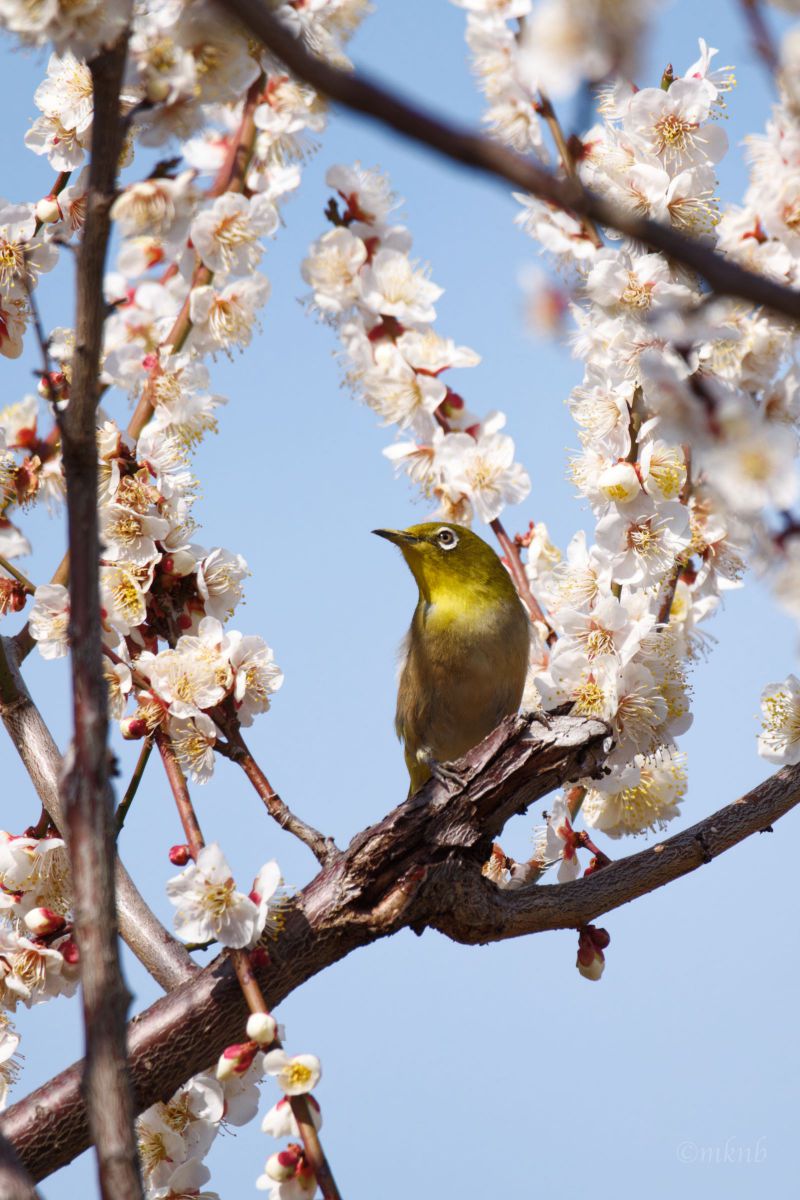 Birds, be ambitious. | GANREF