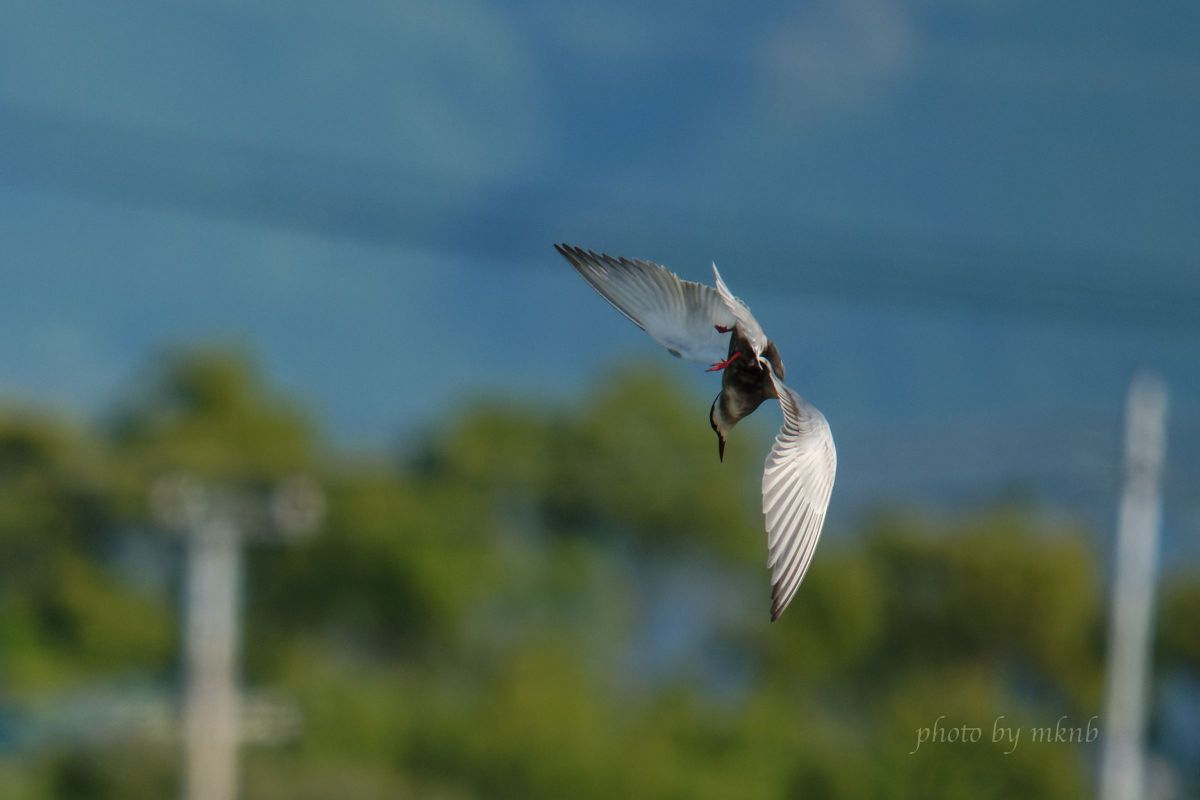 Tern's quick turn. | GANREF