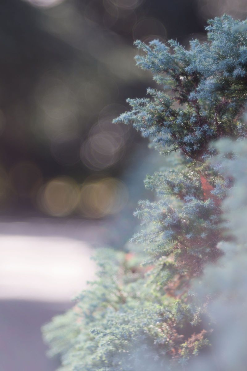 A hazy shade of winter. | GANREF