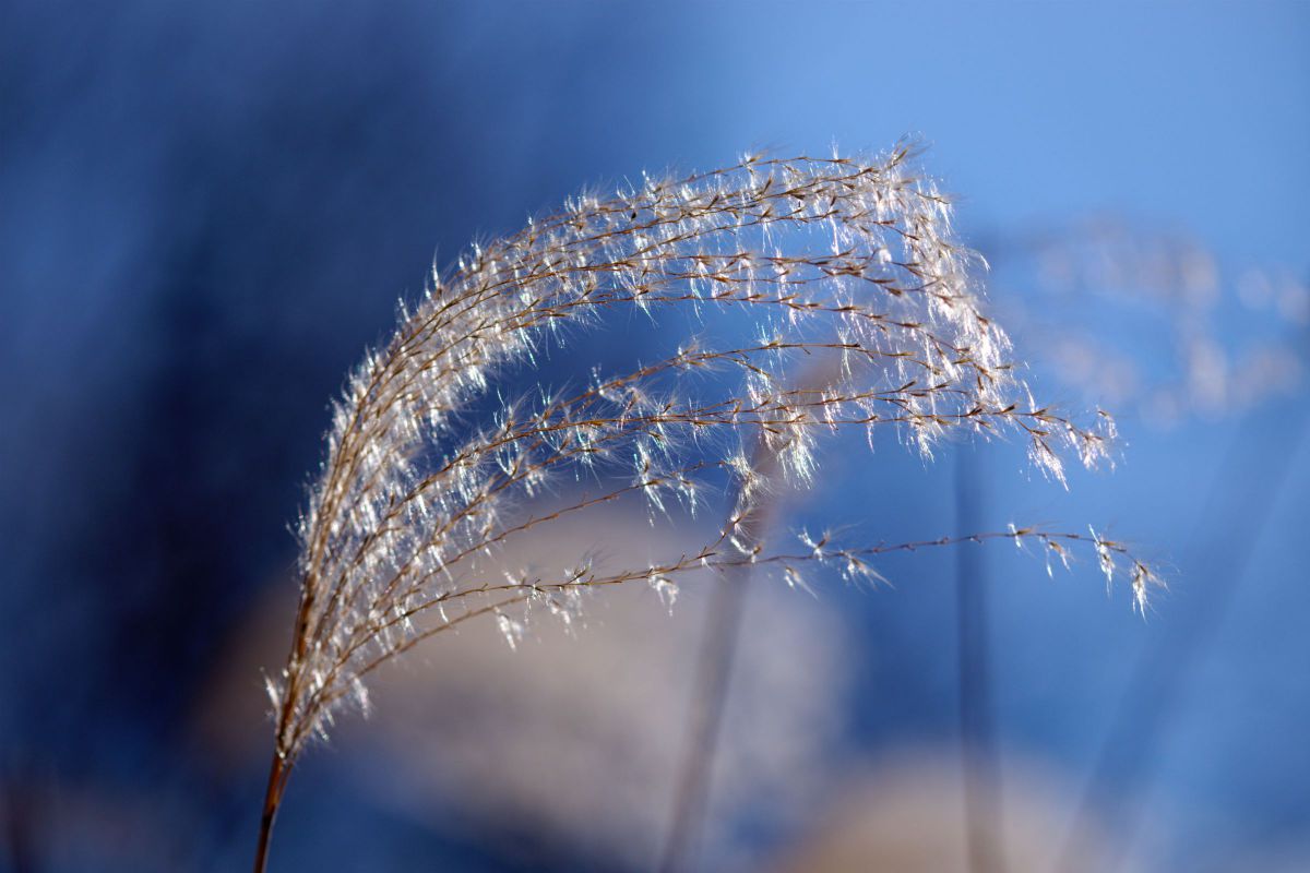 My favorite blue. | GANREF