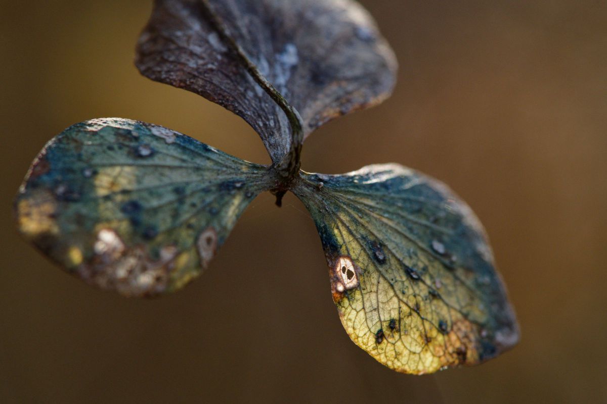 Yet still shines. | GANREF