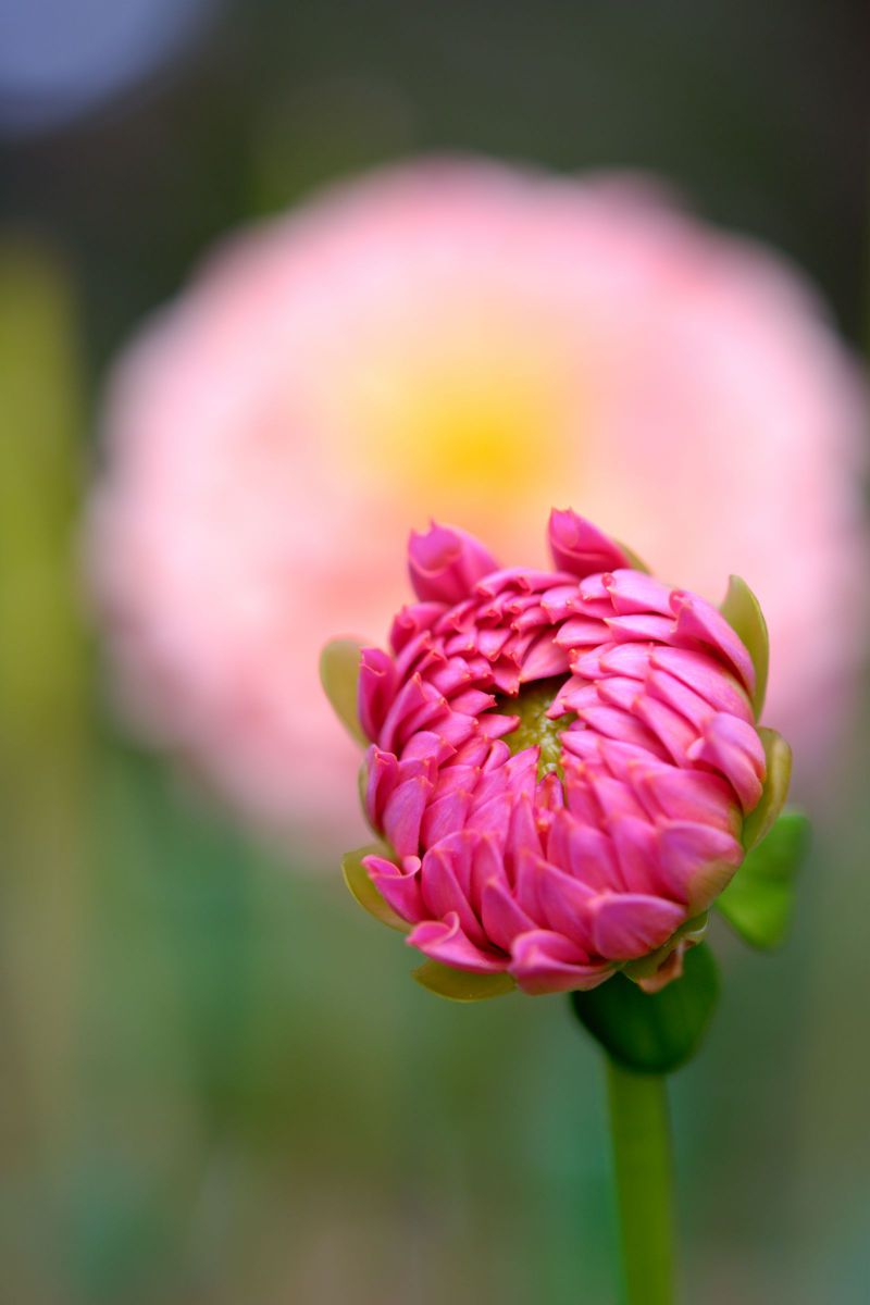 It's your turn to bloom. Ⅲ | GANREF