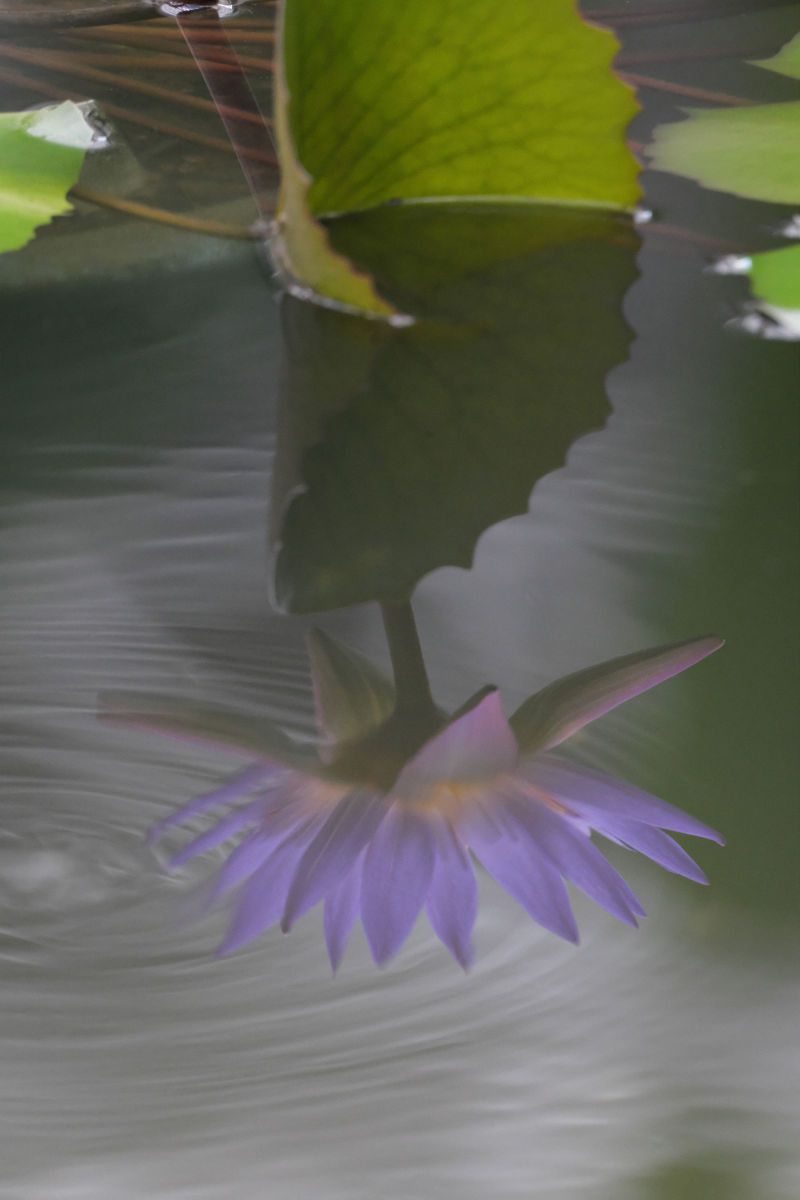 threatened self | GANREF