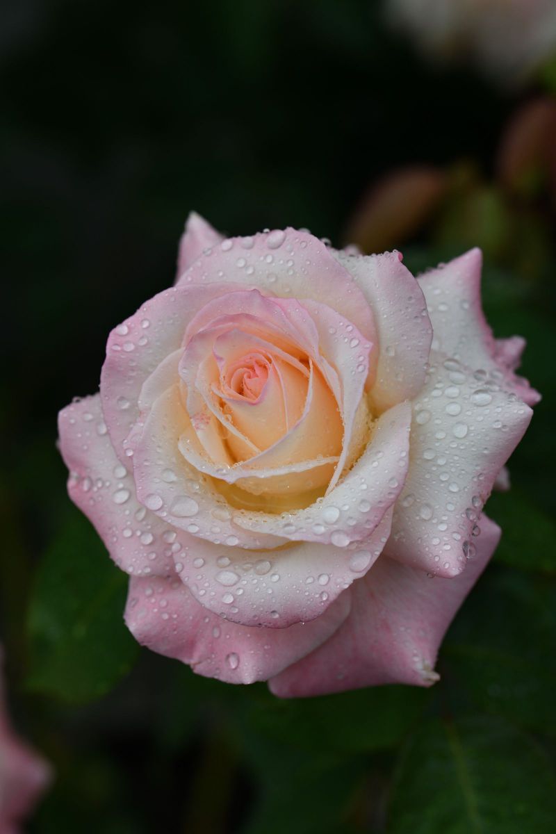A rainy rose. | GANREF