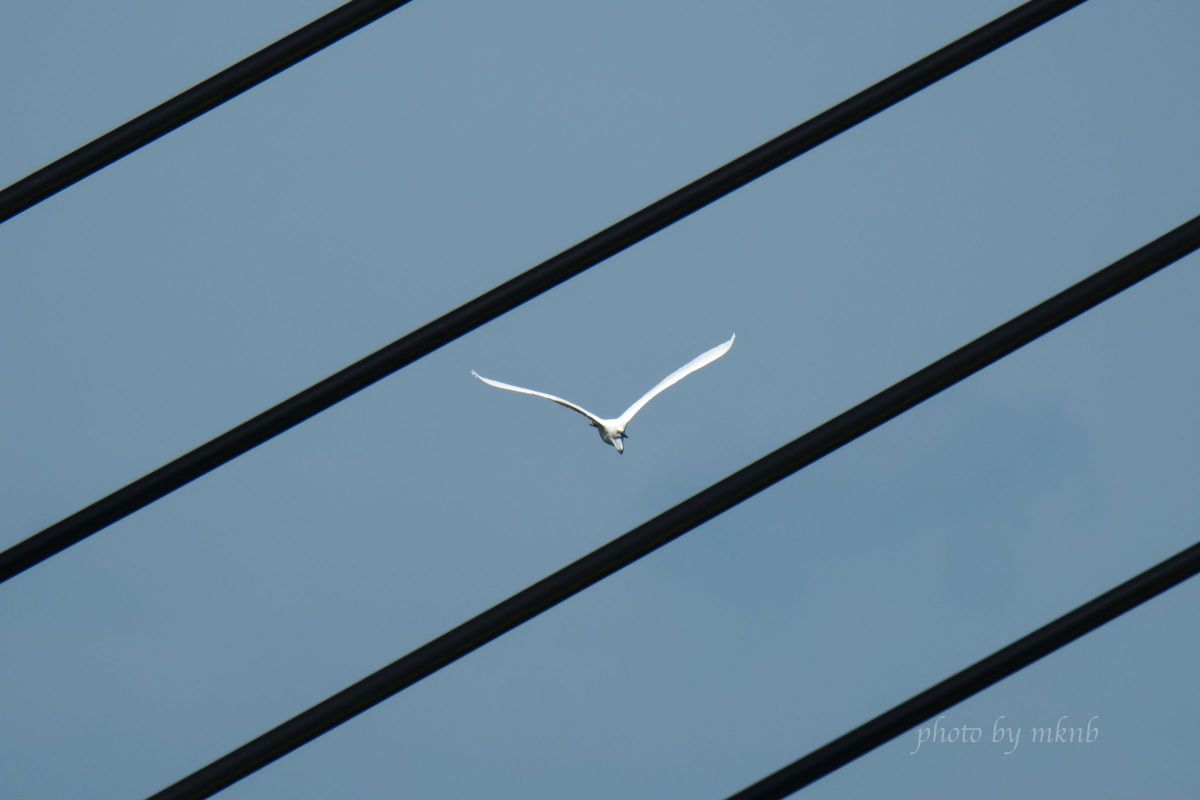 Flying through the stripes. | GANREF